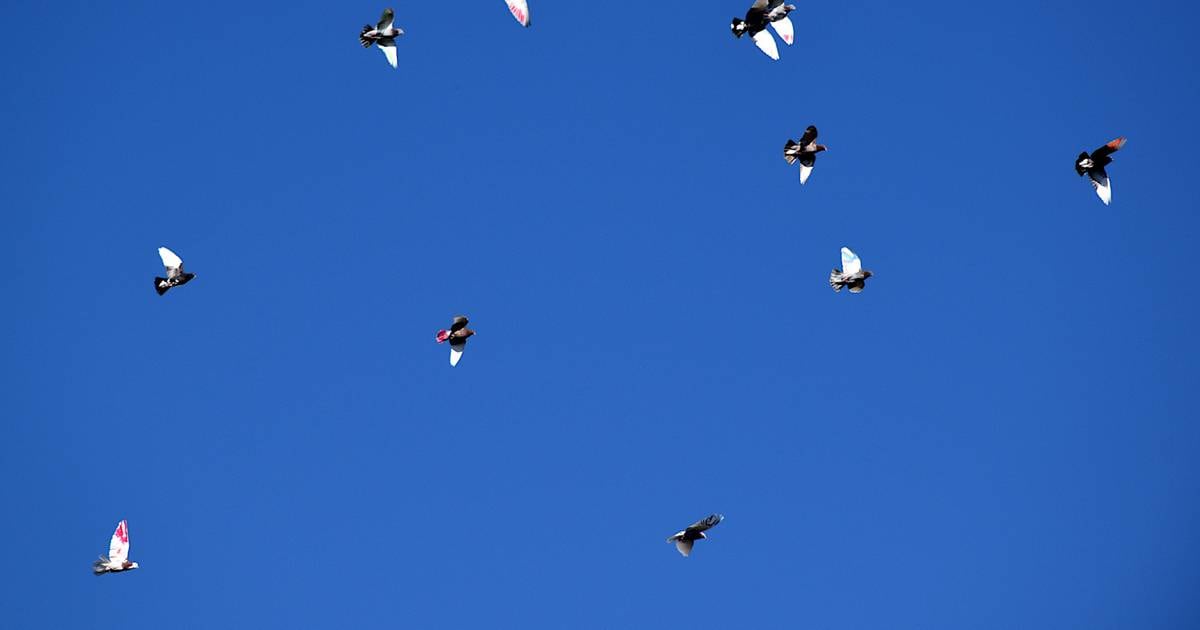 roller pigeons competition