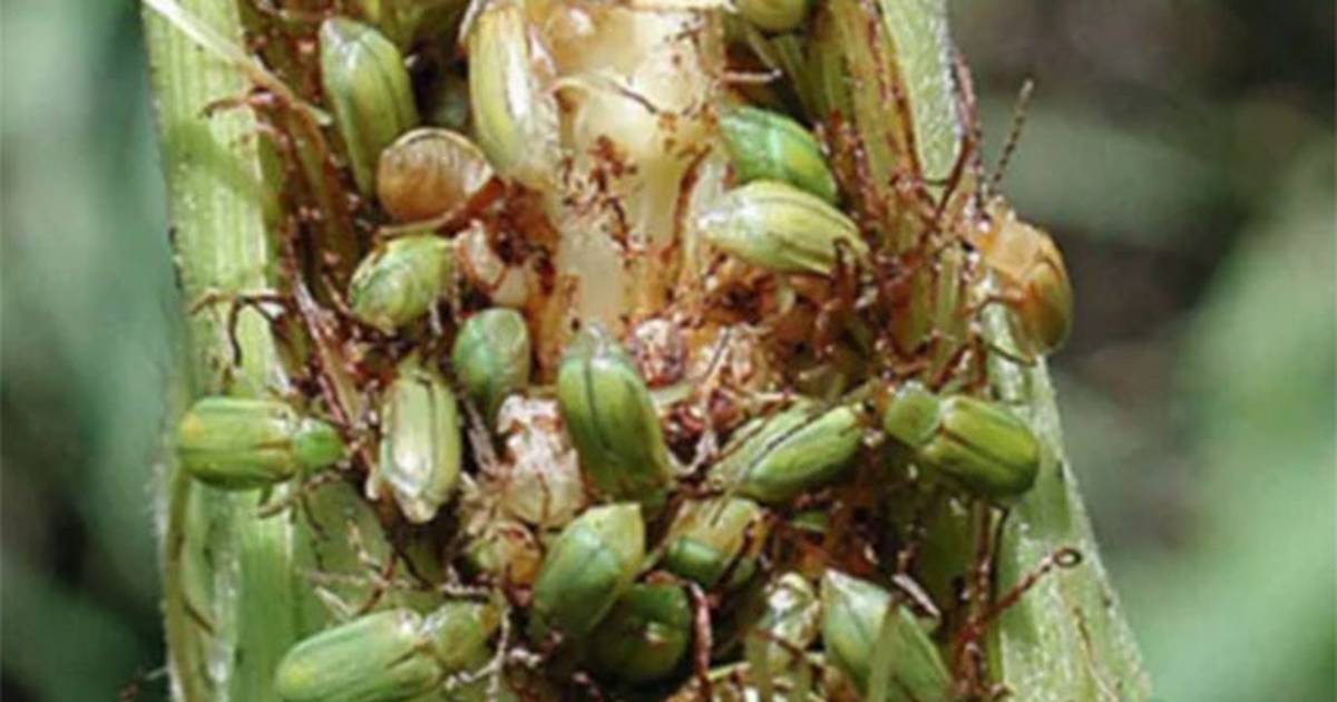 Corn rootworm management webinar is March 26 – Creston News