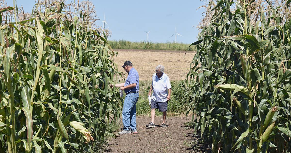 Wallace farm displays history of corn varieties – Creston News