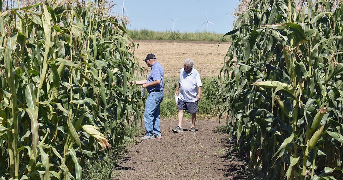 Wallace historic corn plot still accomplishing original intent ...