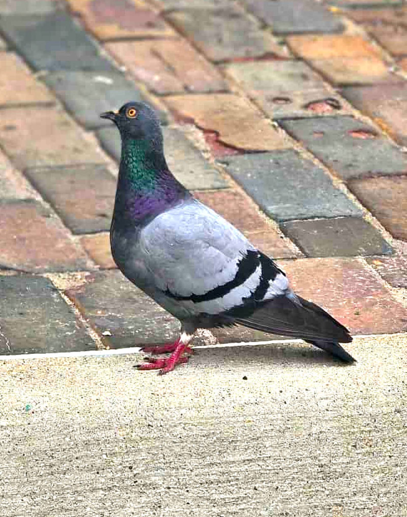 Council to spend $22k on pigeon mitigation – Creston News