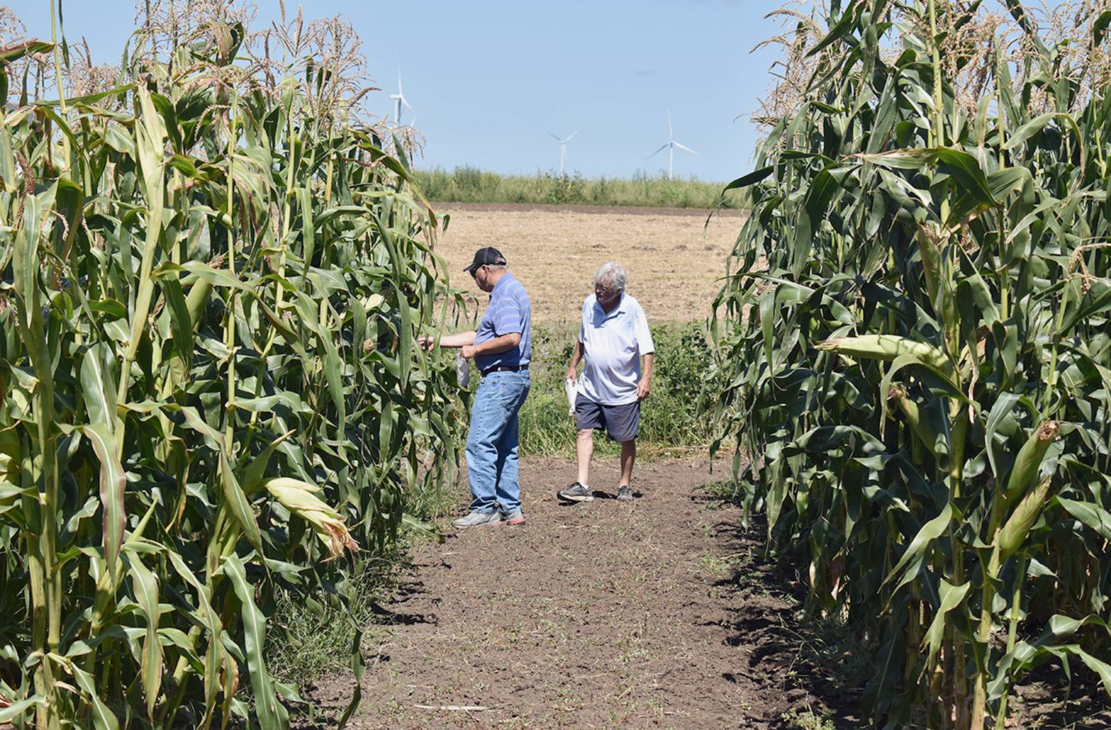 Wallace farm displays history of corn varieties – Creston News