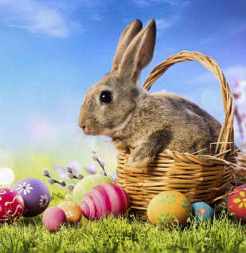 PAULSEN: The Famous Easter Bunny Day, is coming right up! – Creston News