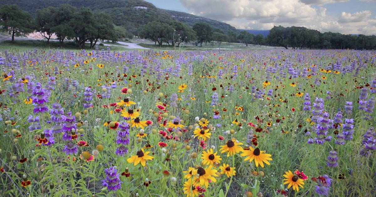 Susan Seals – Creston News